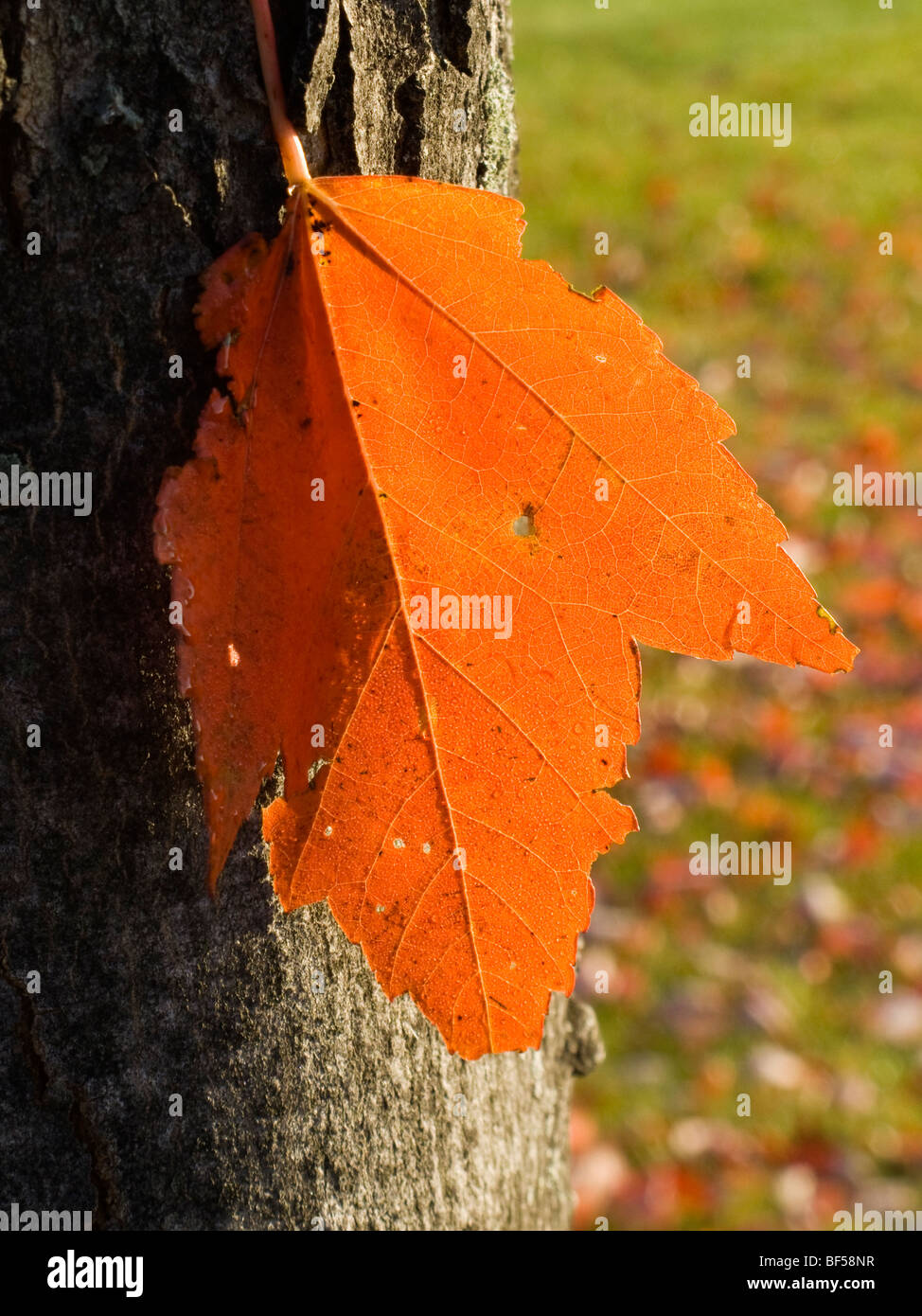 Foliage change colors hi-res stock photography and images - Alamy