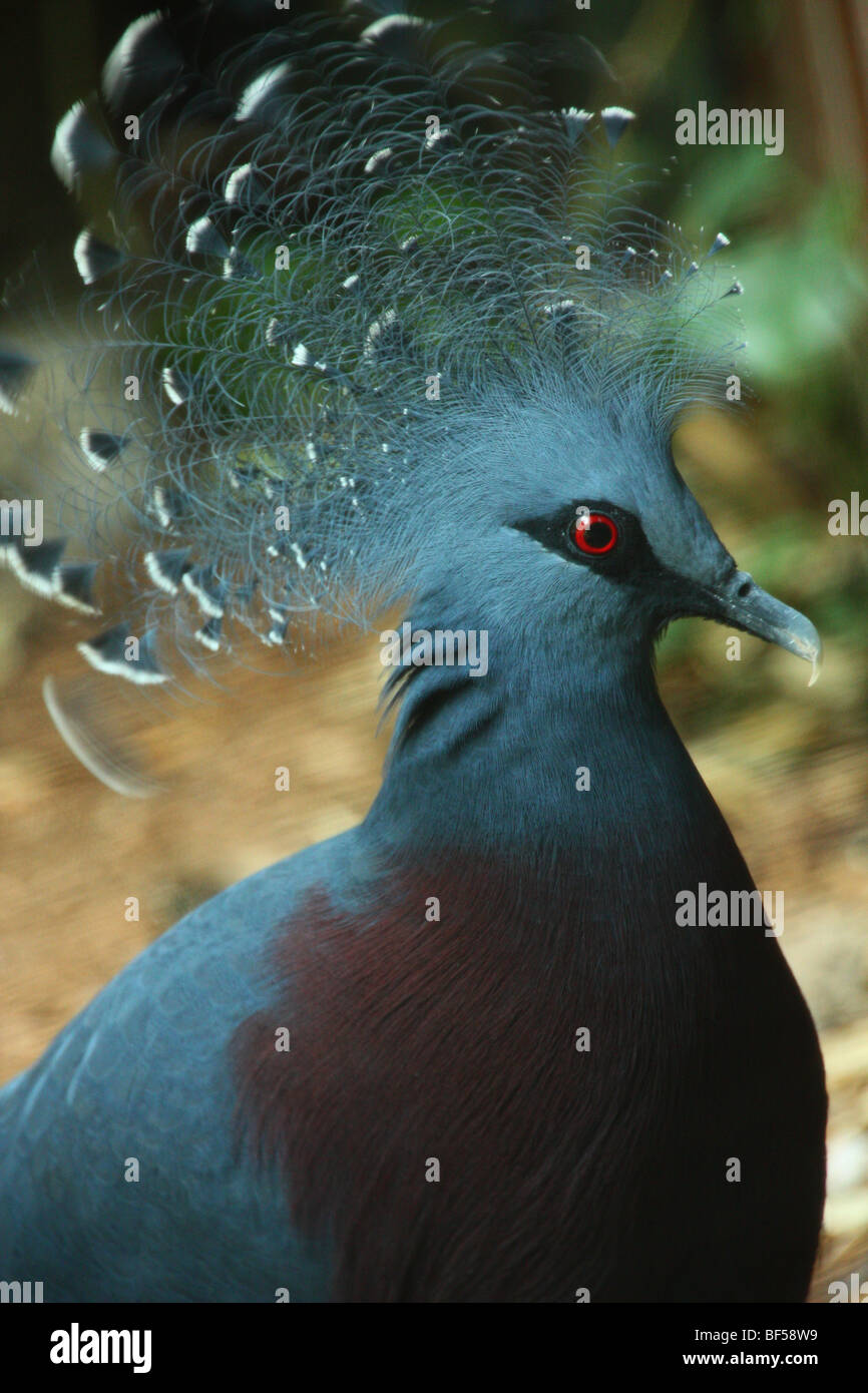 red eyed bird Stock Photo - Alamy
