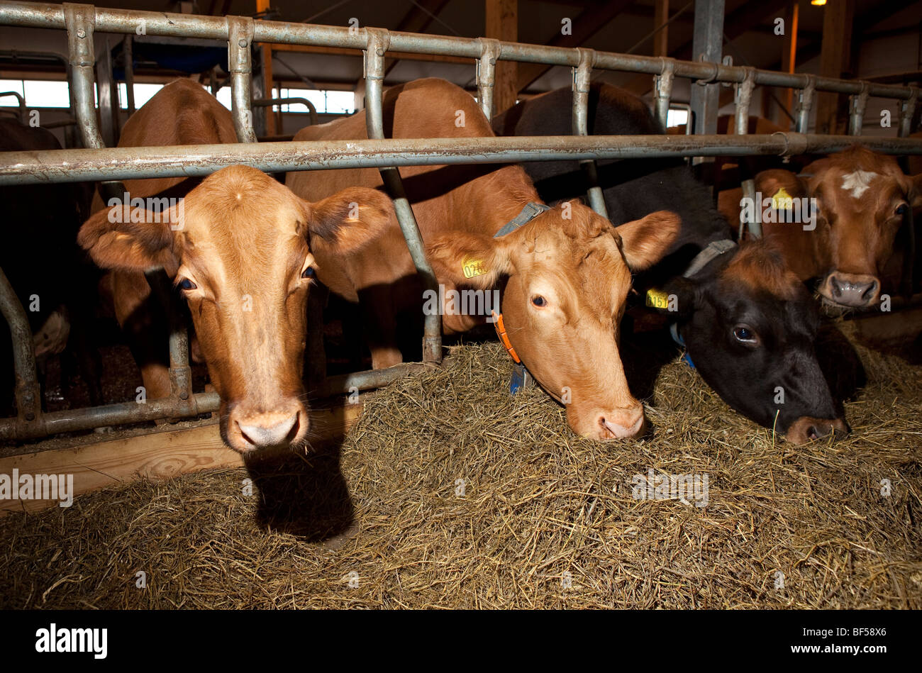 Milk cages hi-res stock photography and images - Alamy