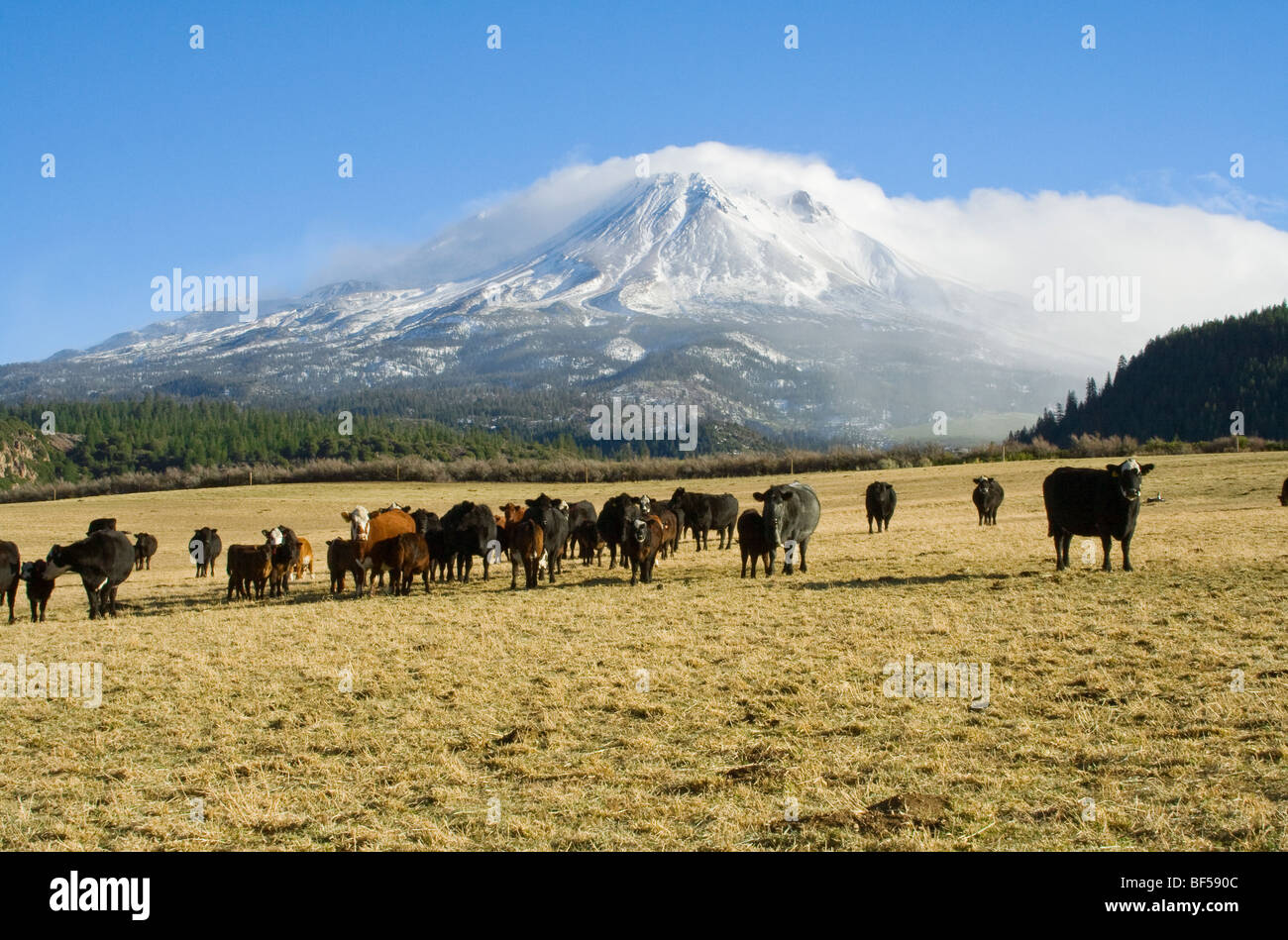 Mixed breeds of beef cattle; Black Angus & Black Baldie, on a Winter ...