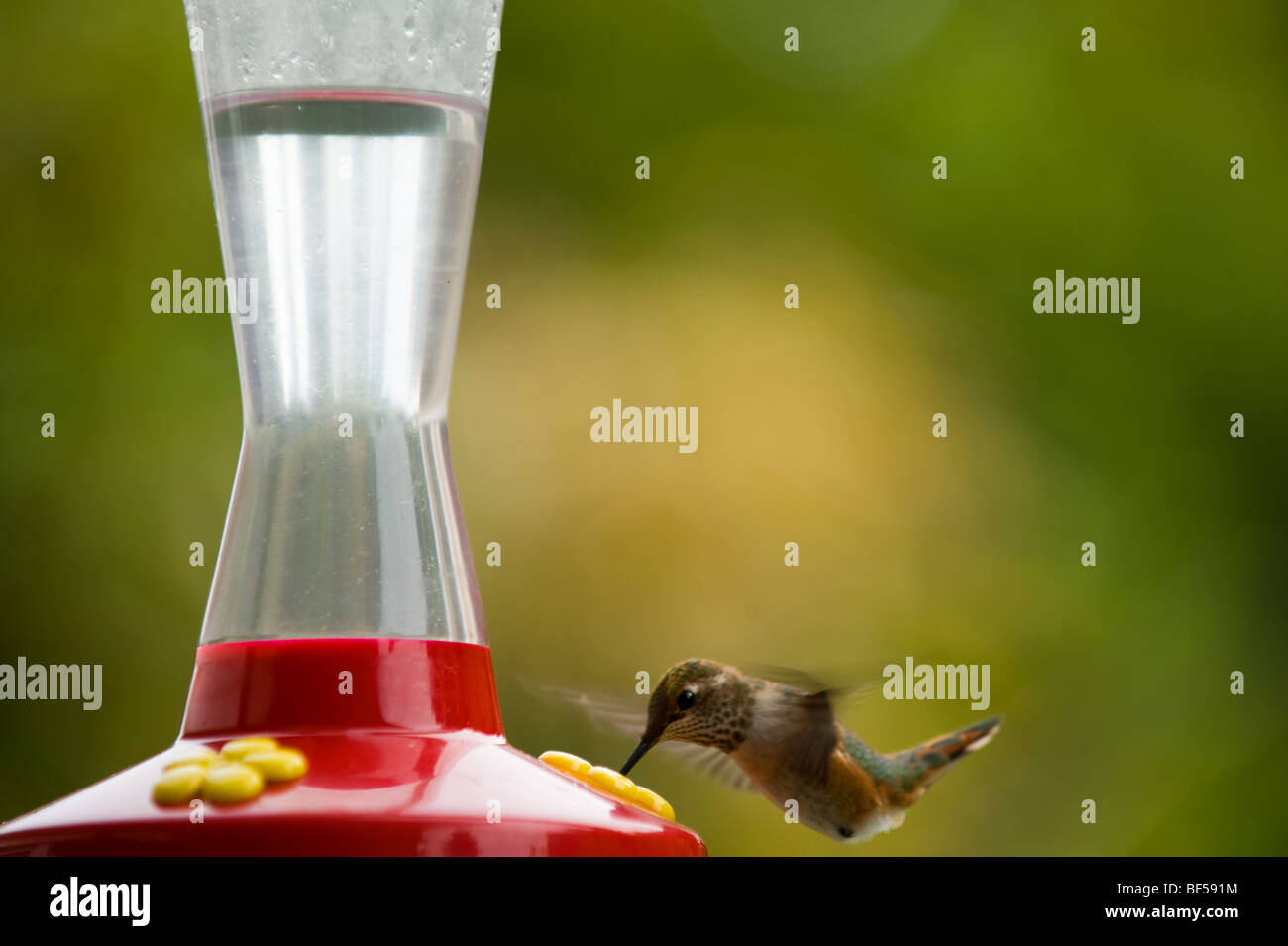 Hummingbird feeder solution hi-res stock photography and images - Alamy
