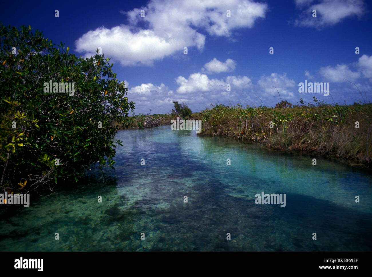 mangrove, mangroves, mangrove stand, wetland, wetlands, wildlife ...
