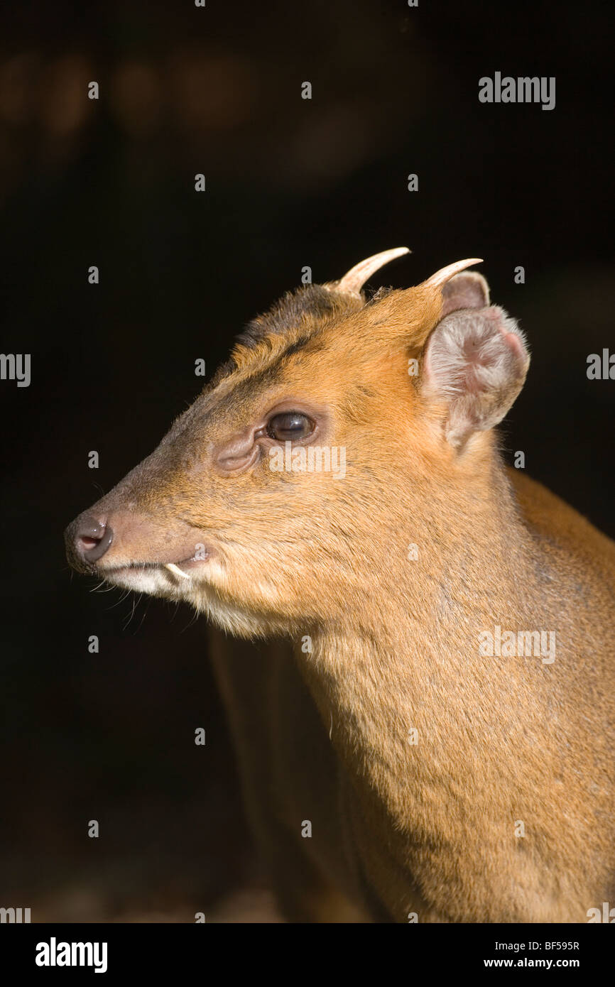 Muntjac Deer (Muntiacus reevesi). Head of a male showing 'tusks' and ...