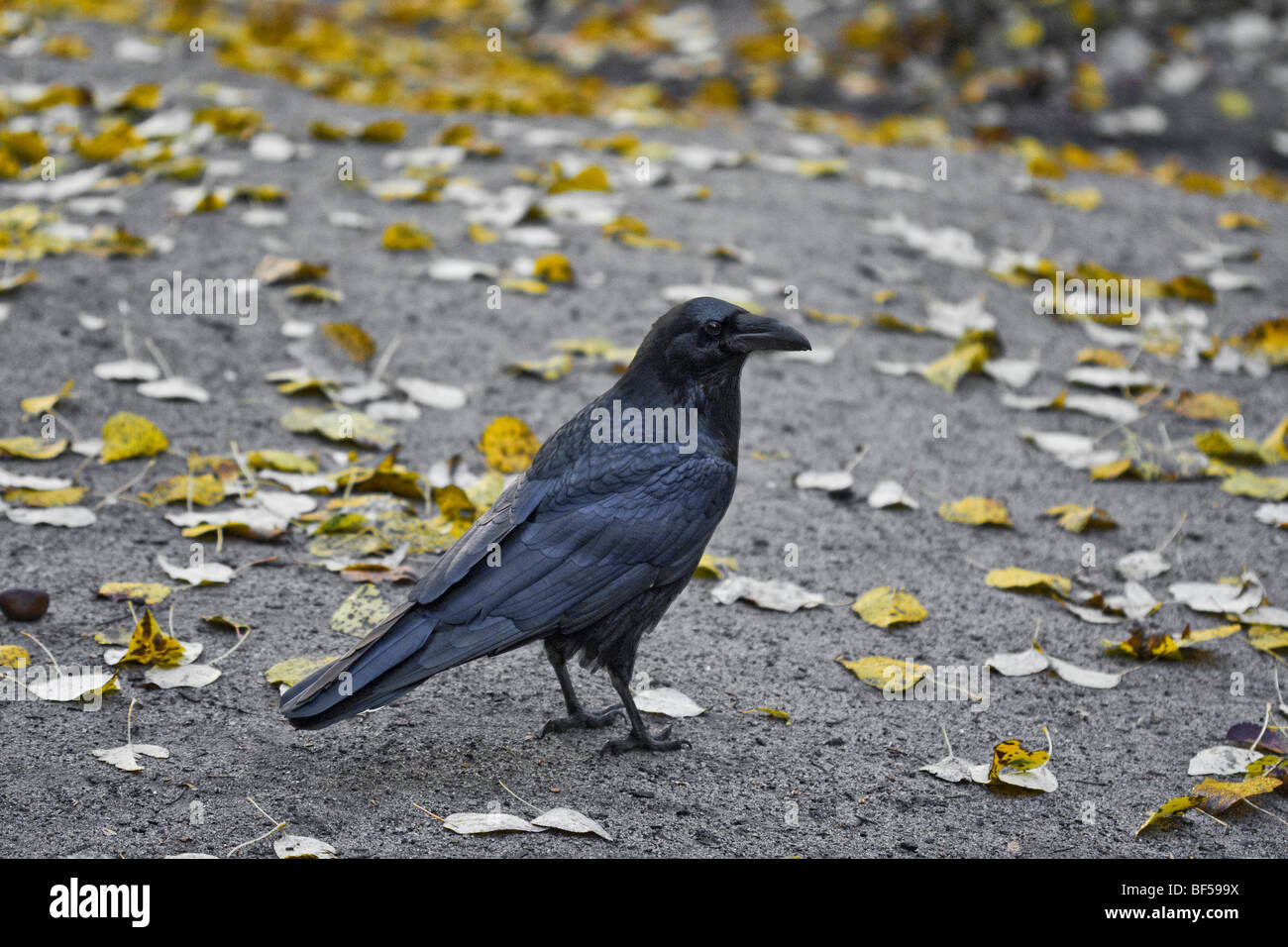 just a lonely Crow Stock Photo - Alamy