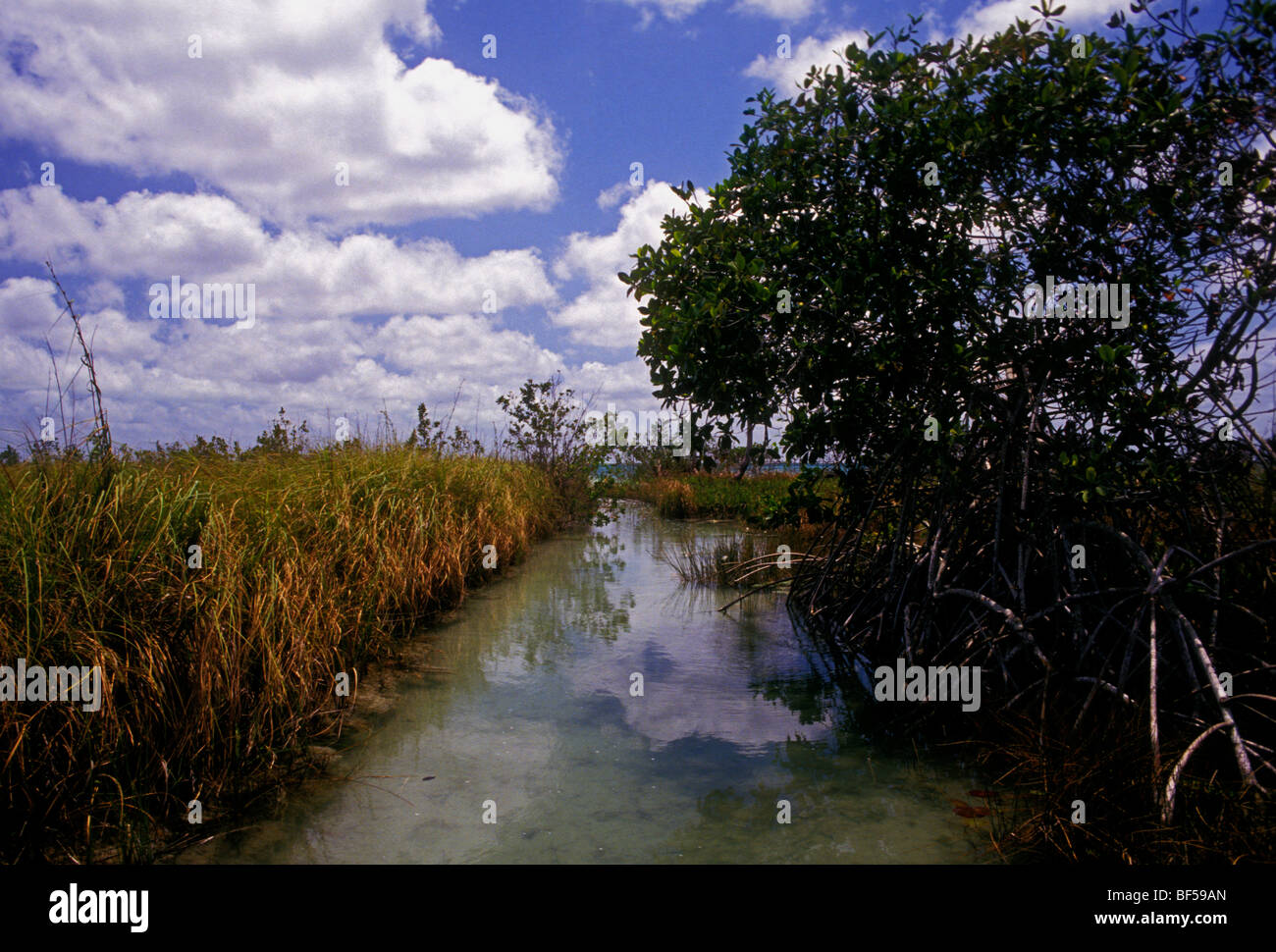mangrove, mangroves, mangrove stand, wetland, wetlands, wildlife ...