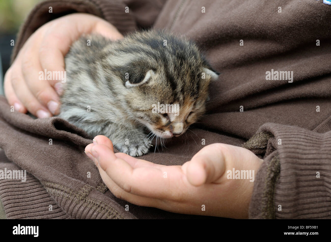 Boy, 3, holding a kitten in his arms, European Shorthair cat Stock ...