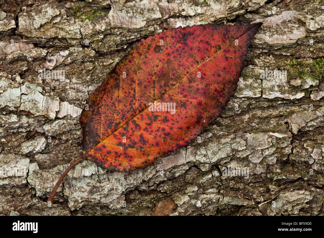Close up photograph of tree bark hi-res stock photography and images ...