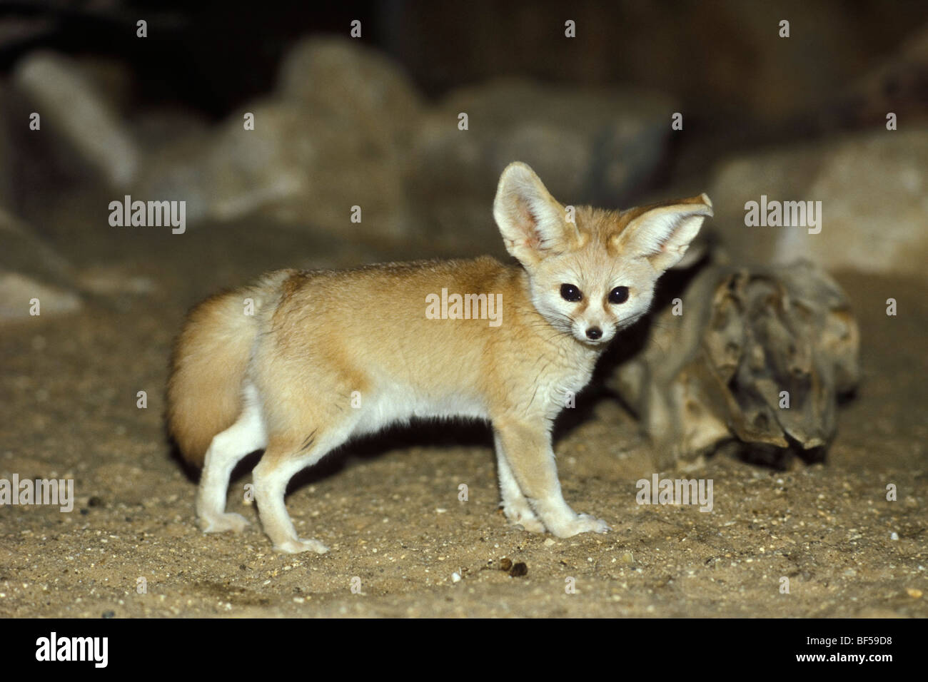 Fennec Fox In The Desert