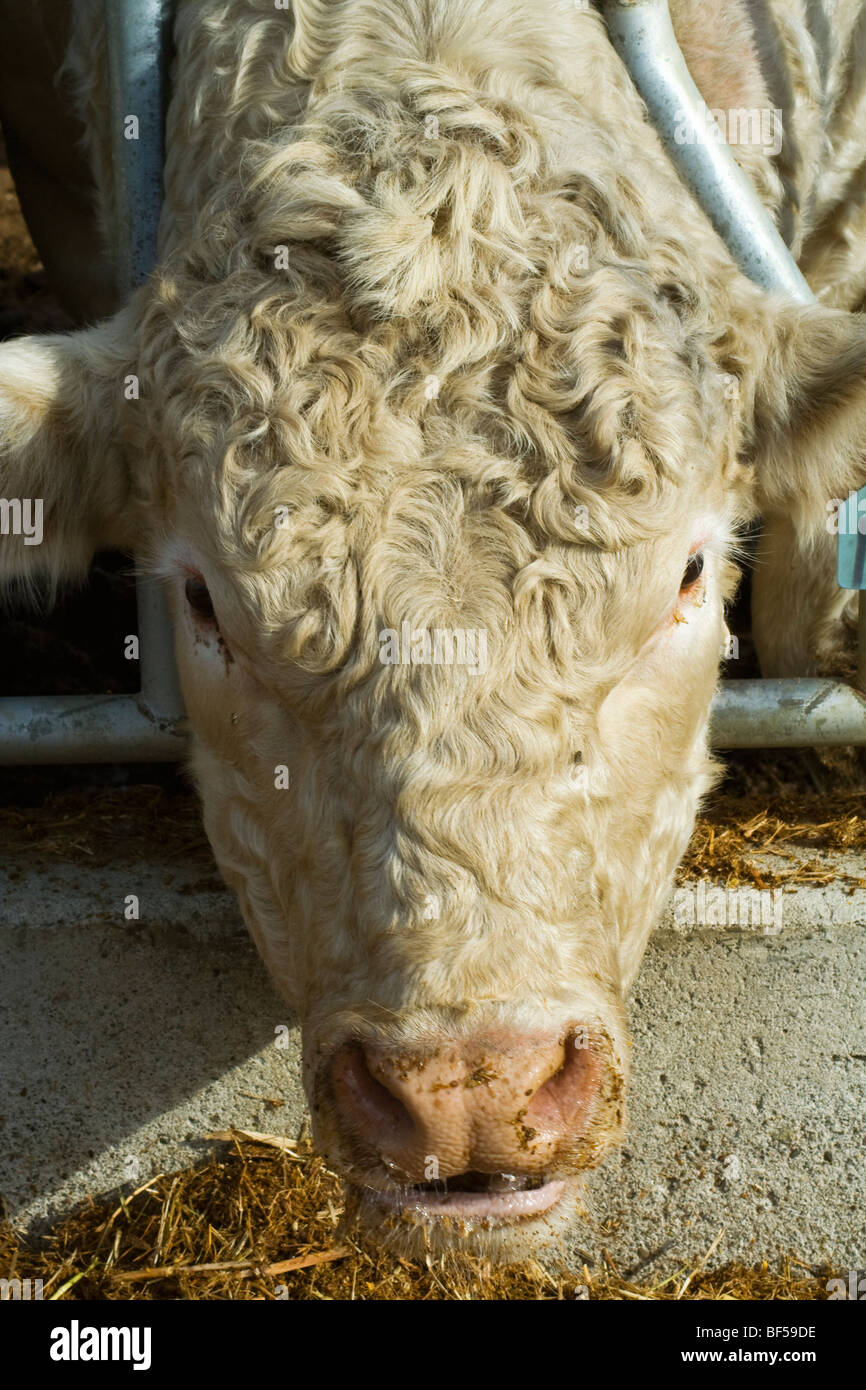 Beef steer feeds on corn stover, the stalks, leaves, cobs and husks of ...