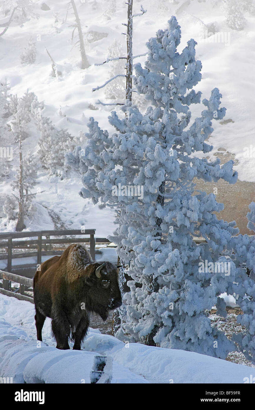 Bison (Bison bison) at Mud Volcano boardwalk, winter, Yellowstone NP ...