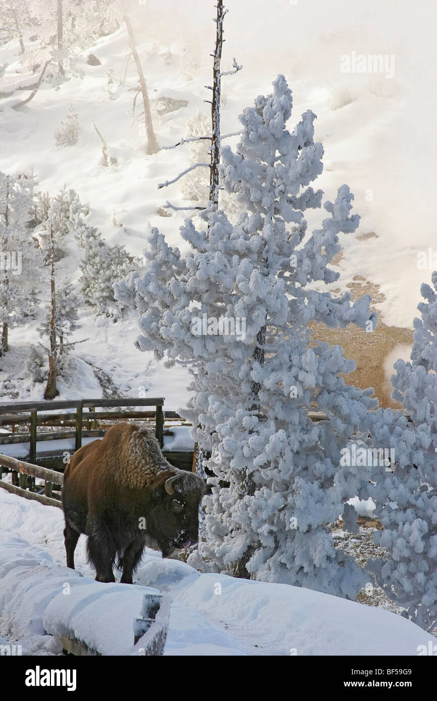 Bison (Bison bison) at Mud Volcano boardwalk, winter, Yellowstone NP ...