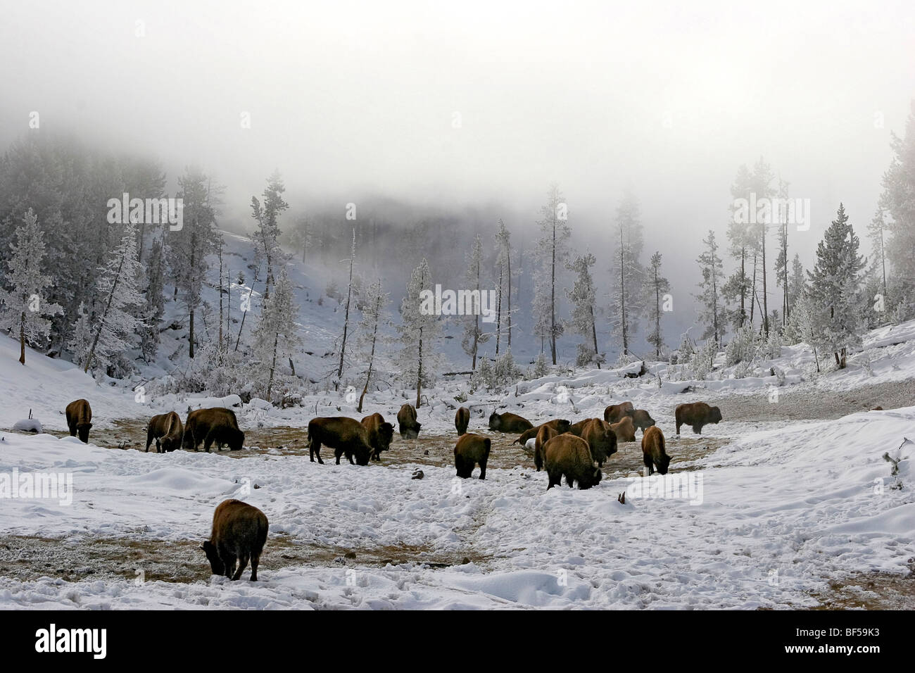 Herd of bison (Bison bison) seen from Mud Volcano boardwalk, winter ...