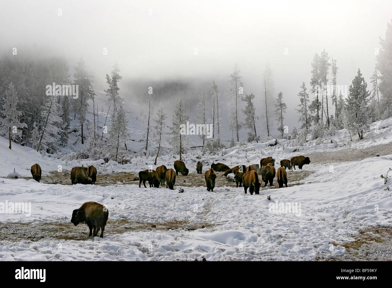 Herd of bison (Bison bison) seen from Mud Volcano boardwalk, winter ...