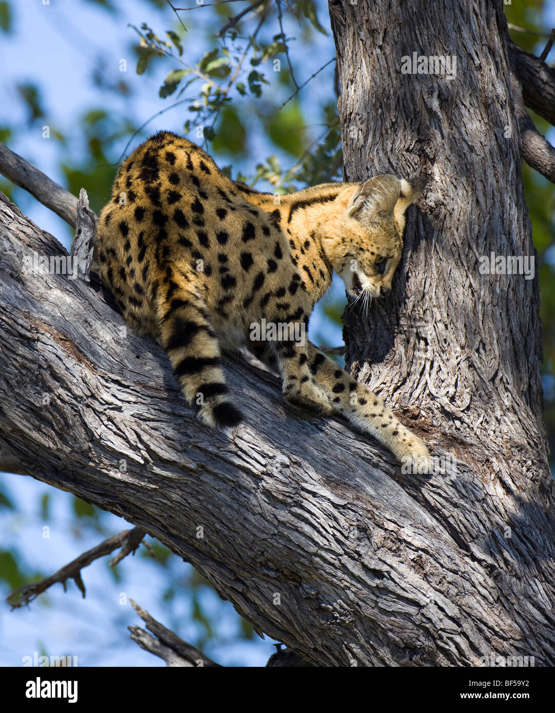 Serval (Leptailurus serval) on a tree, Moremi Game Reserve, Botswana ...