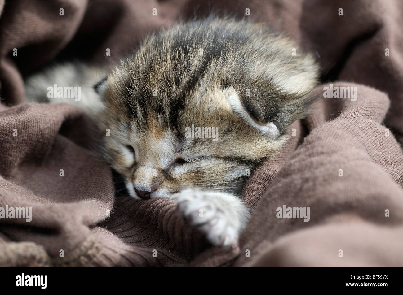 Kitten, European Shorthair cat Stock Photo - Alamy