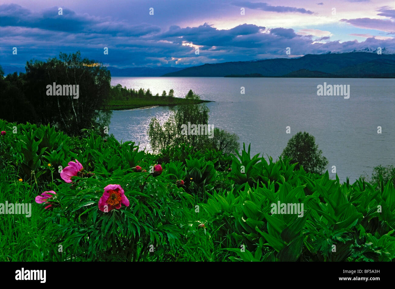 Wild peonies in bloom on the bank of Lake Markakol. East Kazakhstan ...