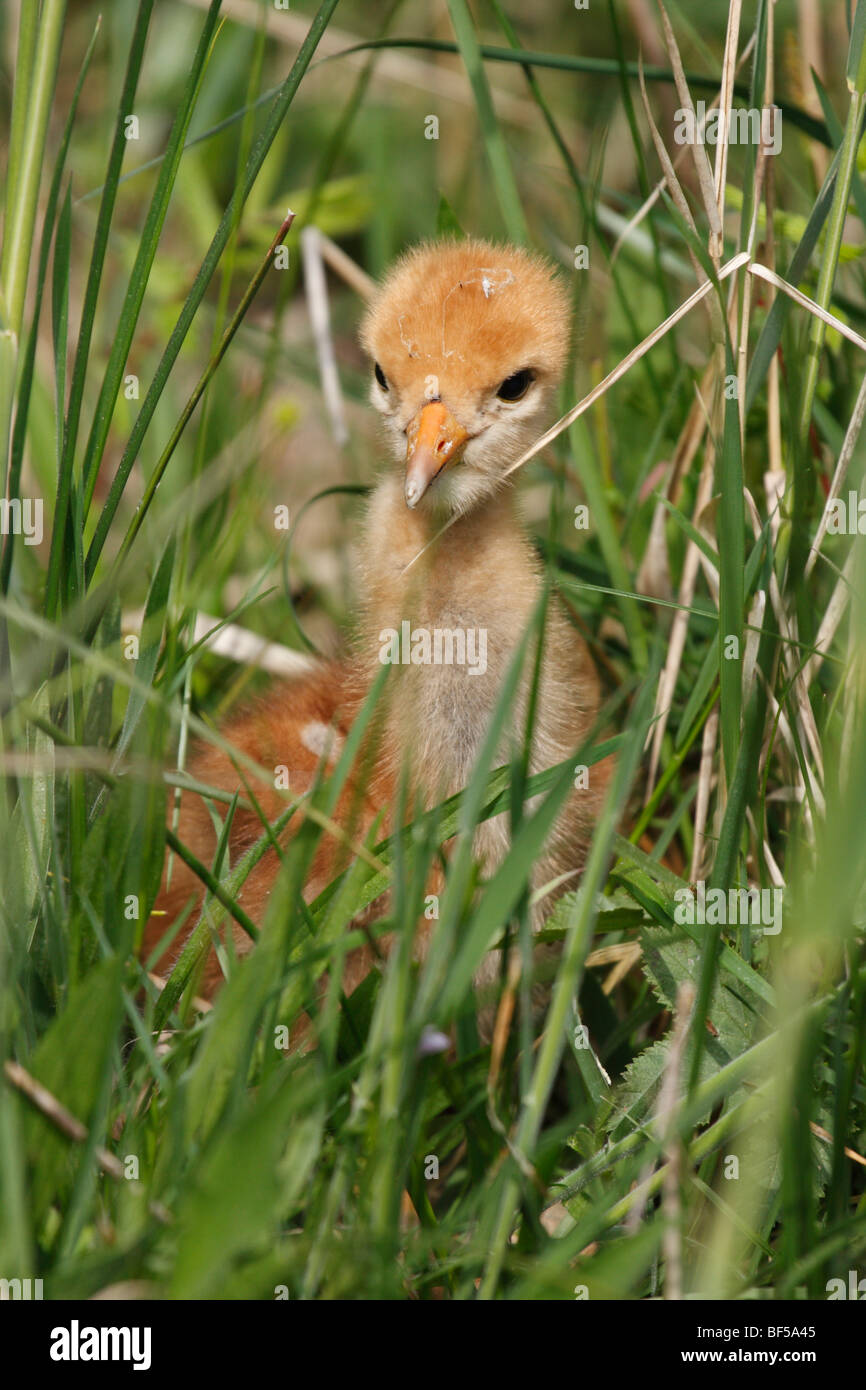 Chick, Common Crane, Eurasian Crane (Grus grus Stock Photo - Alamy