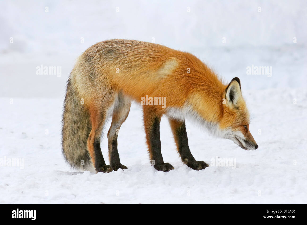 Red fox in winter, Yellowstone NP Stock Photo - Alamy
