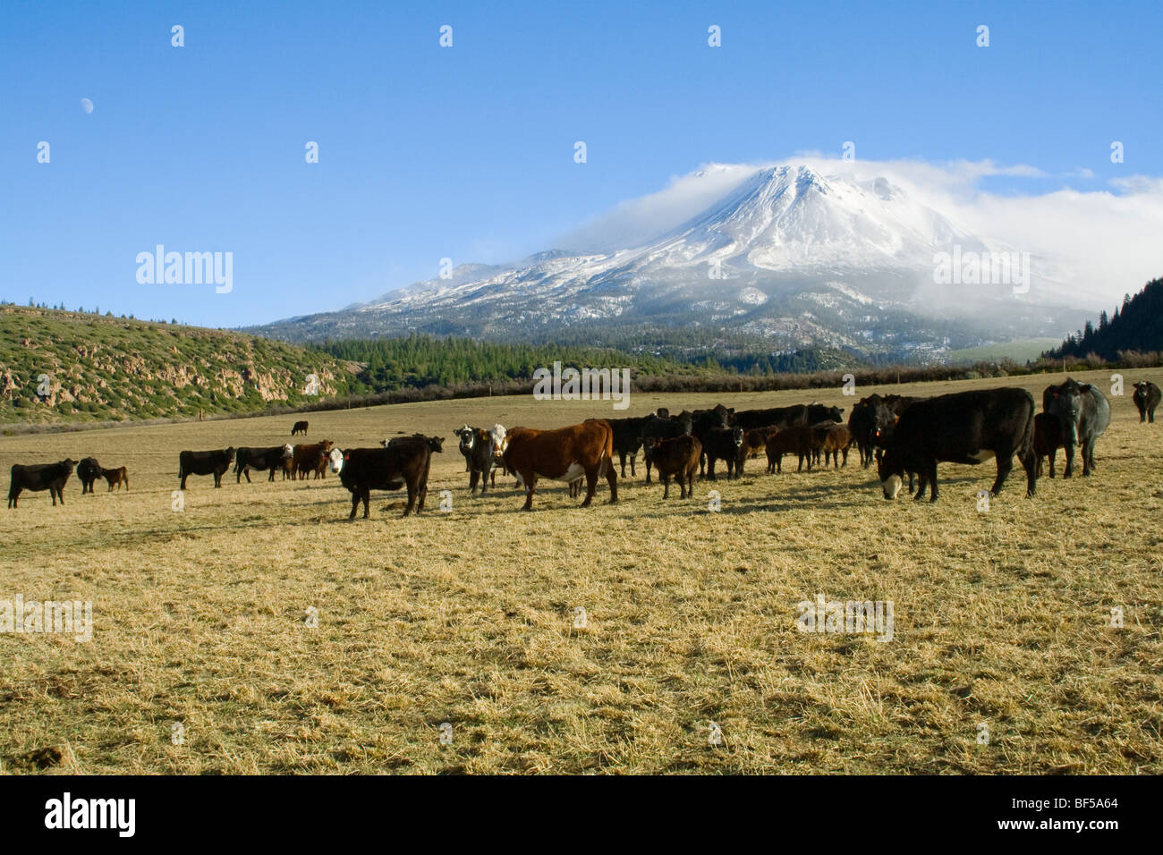 Mixed breeds of beef cattle; Black Angus & Black Baldie, on a Winter ...