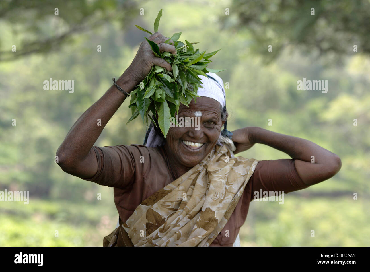 Tea picker, Ooty, Tamil Nadu, India, South Asia Stock Photo - Alamy