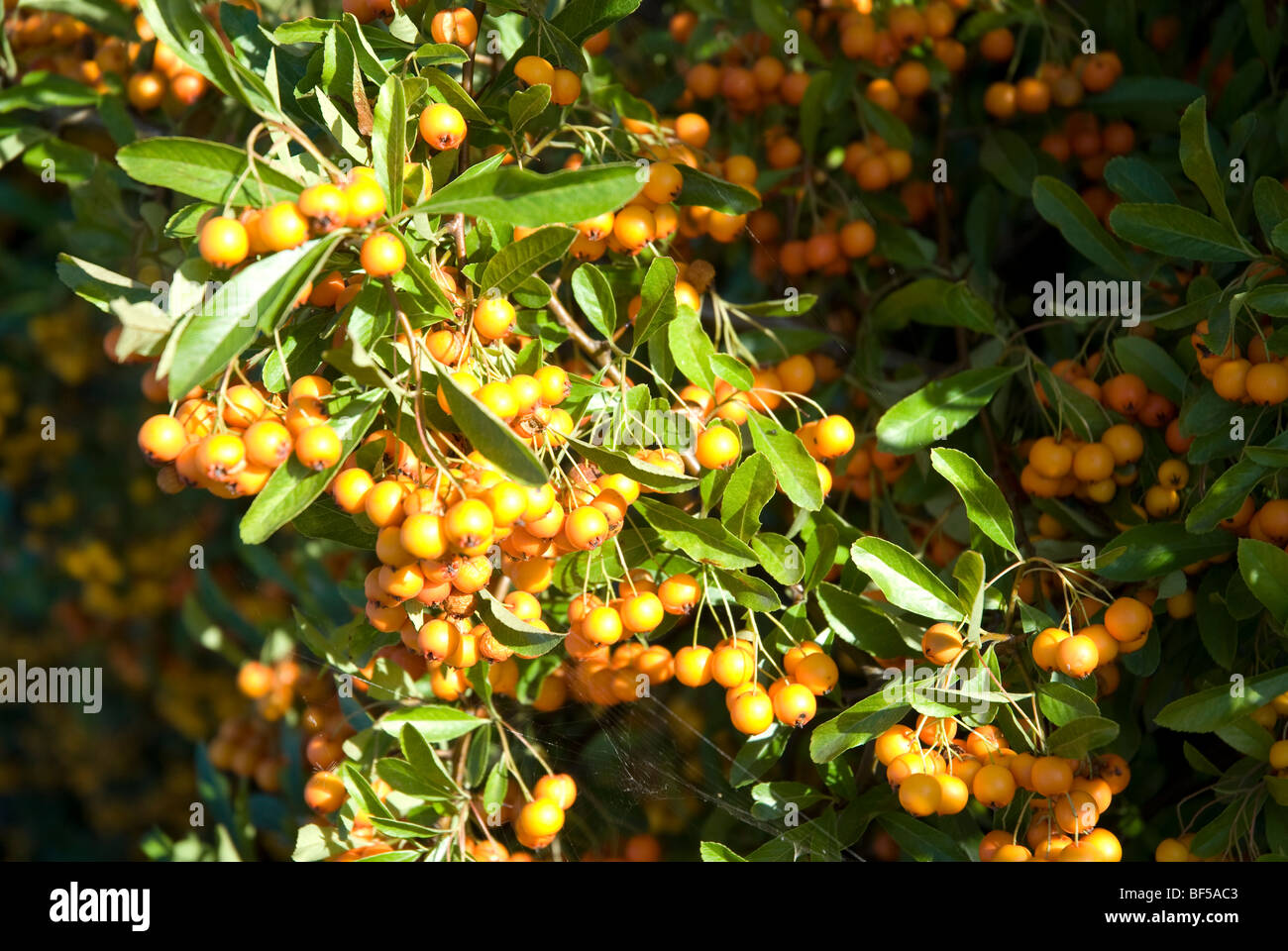 Firethorn england hi-res stock photography and images - Alamy