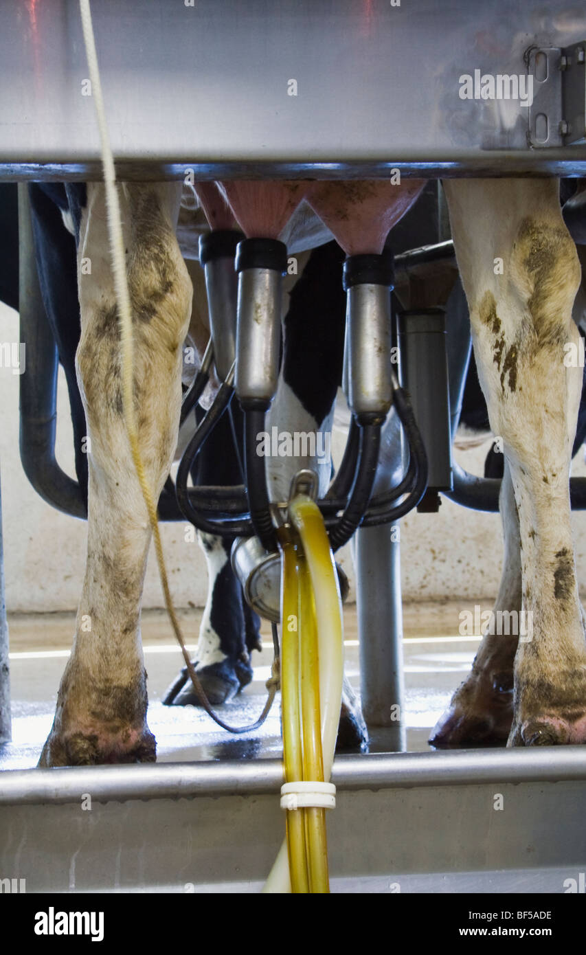 Closeup of a milking machine attached to the udders of a Holstein dairy ...