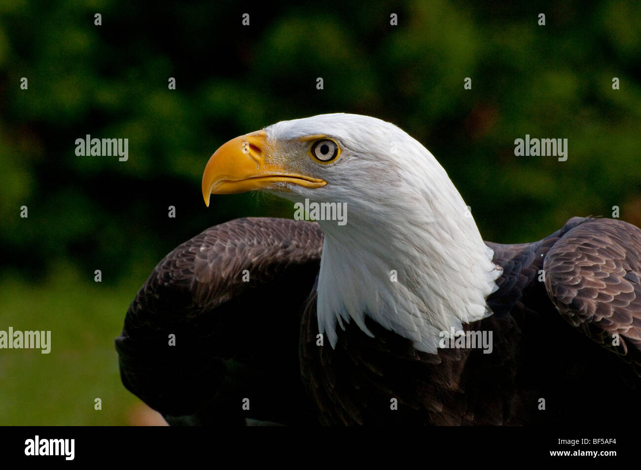 A Bald eagle spreads its wings Stock Photo - Alamy