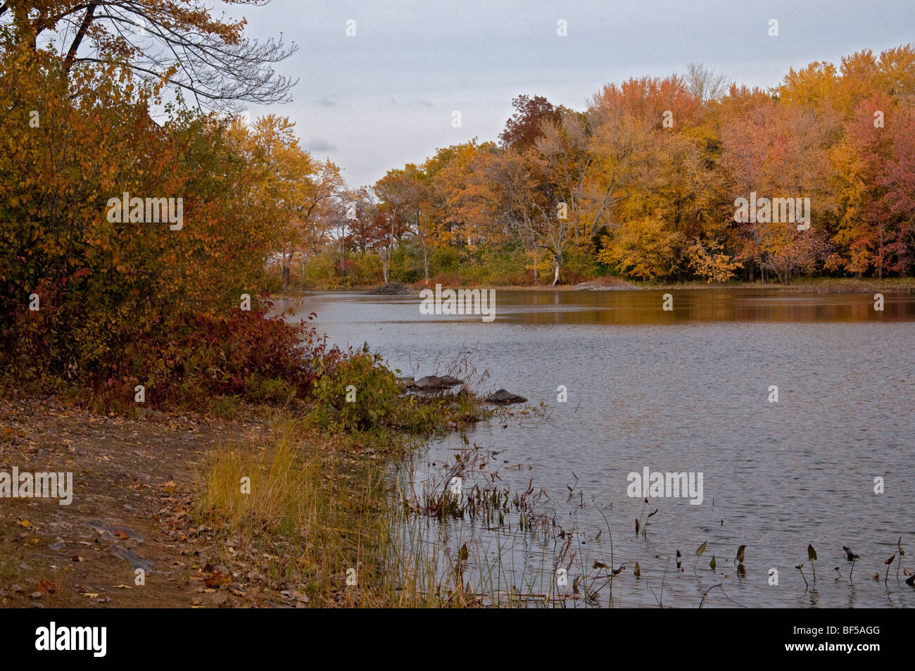 Fall foliage along the shoreline of the Lake of Two Mountains Stock ...