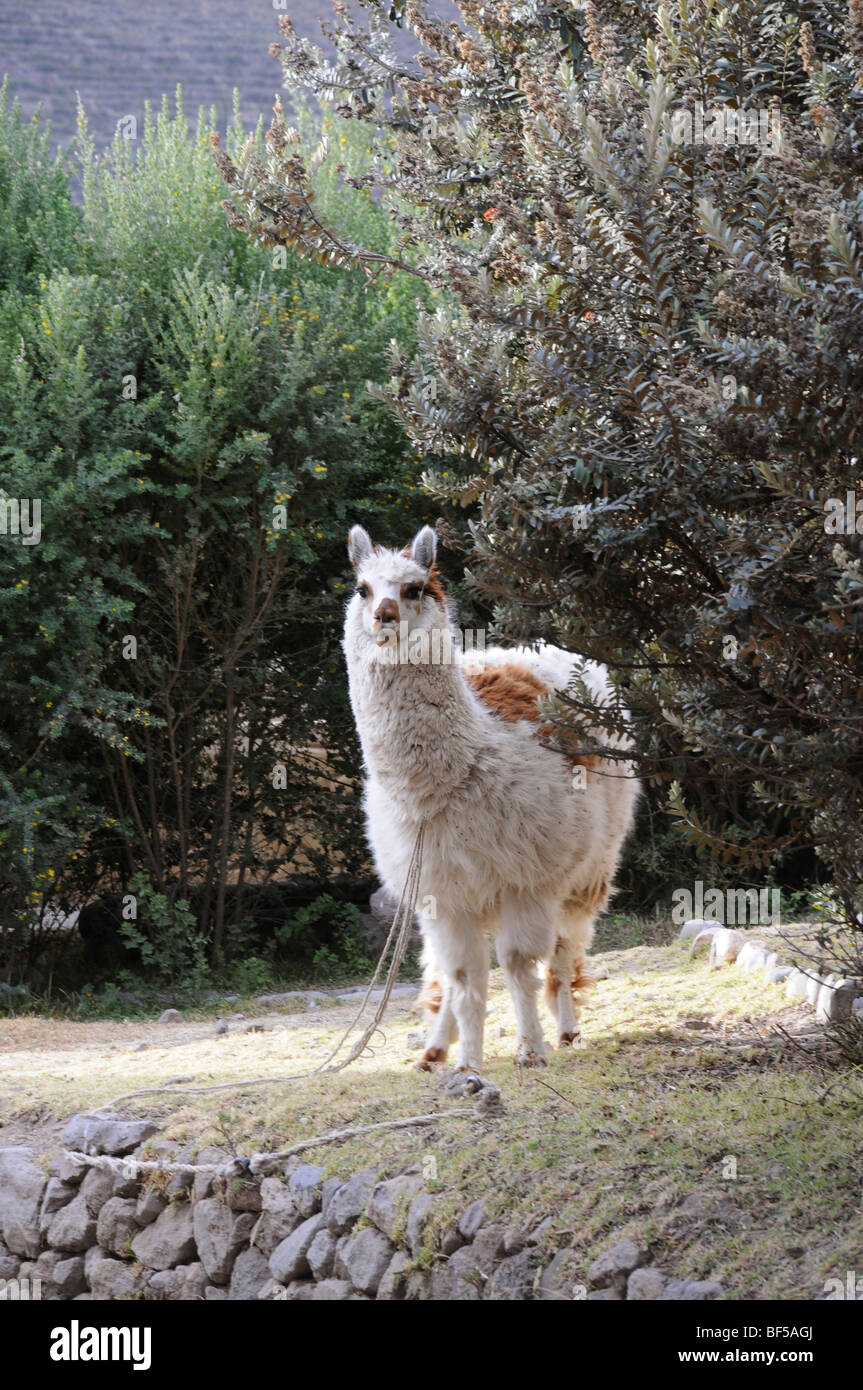 Lamas inca hi-res stock photography and images - Alamy