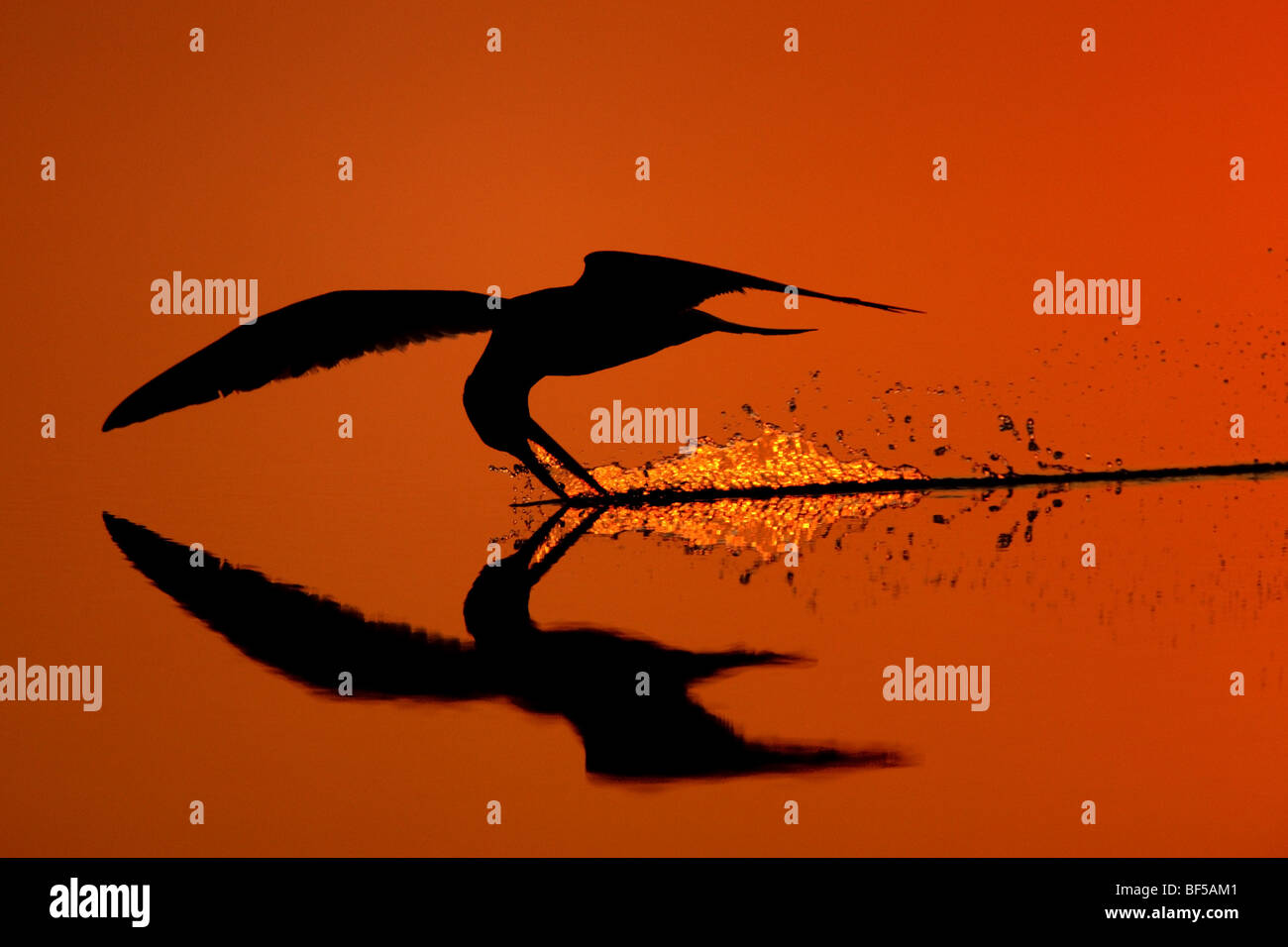 Black skimmer silhouette skimming hi-res stock photography and images ...