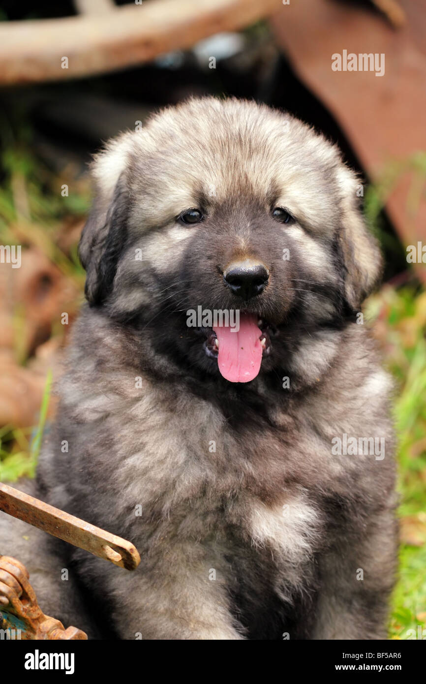 Sarplaninec - Shara Mountain Dog, Macedonian shepherd dog, couple of ...