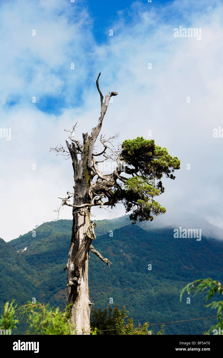 Majestic tree in the mountain, Changping, Beijing, China Stock Photo ...