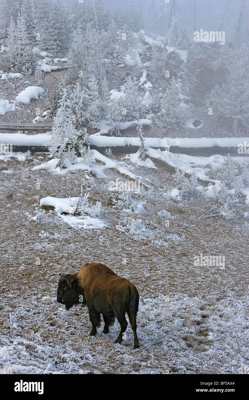 Bison (Bison bison) at Mud Volcano boardwalk, winter, Yellowstone NP ...