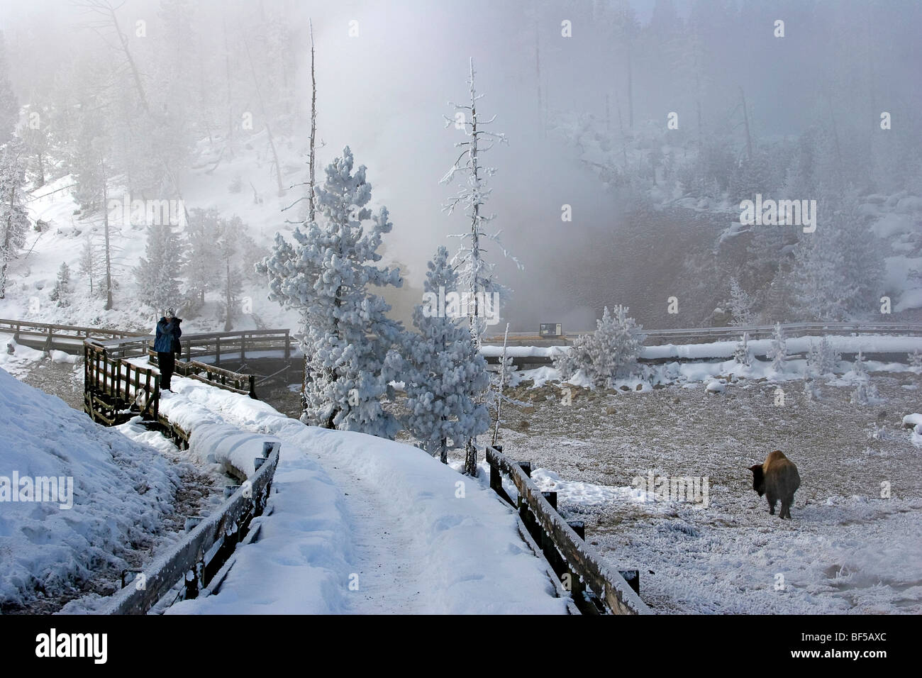 Visitor photographs bison (Bison bison) at Mud Volcano boardwalk ...