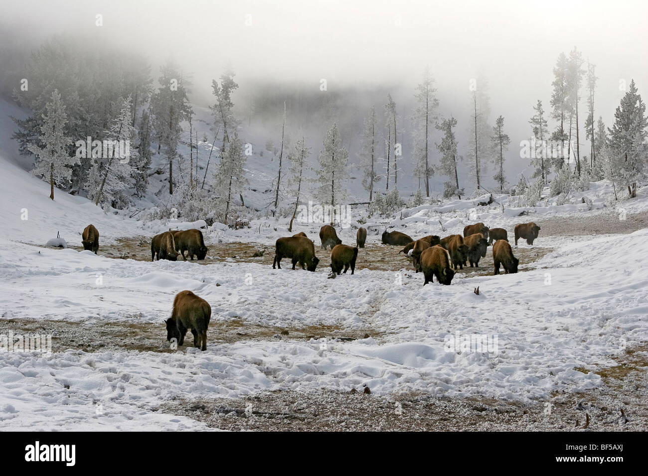 Herd of bison (Bison bison) seen from Mud Volcano boardwalk, winter ...