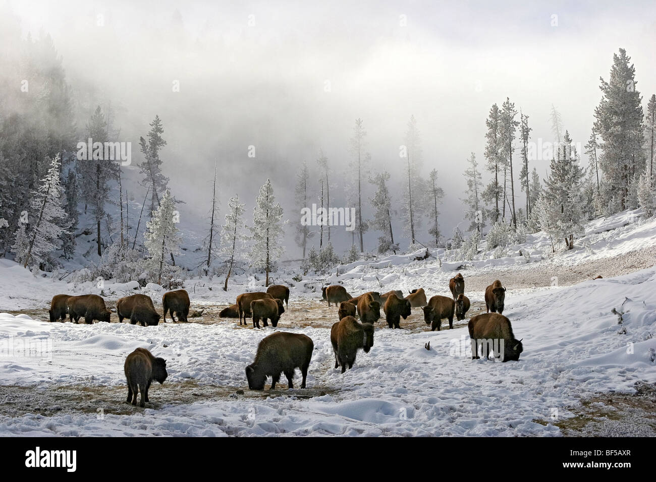 Herd of bison (Bison bison) seen from Mud Volcano boardwalk, winter ...