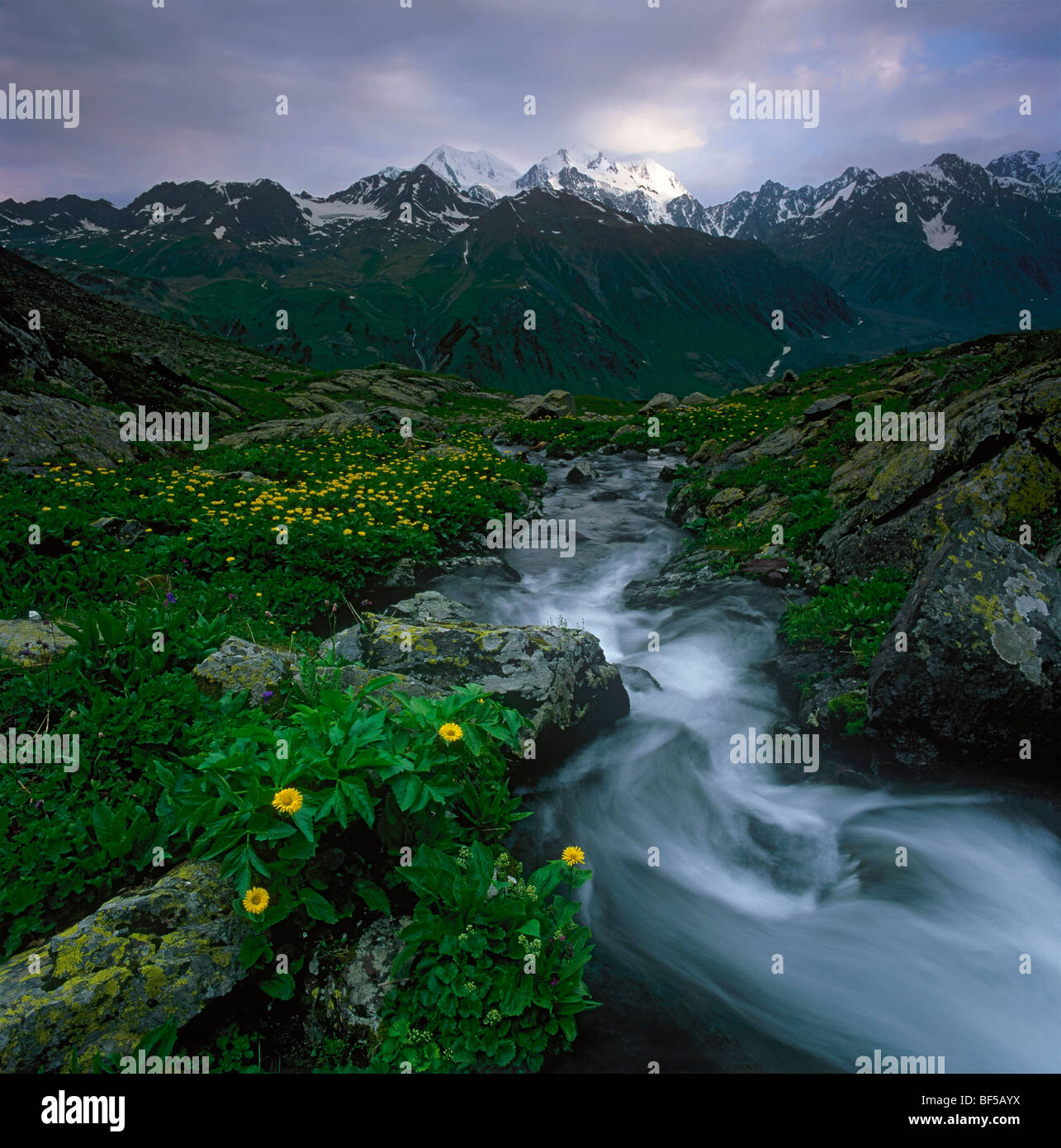 Brook blossom hi-res stock photography and images - Alamy
