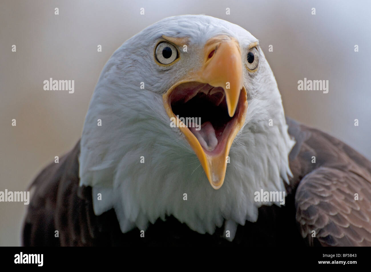 Close-up of a Bald Eagle screaming Stock Photo - Alamy