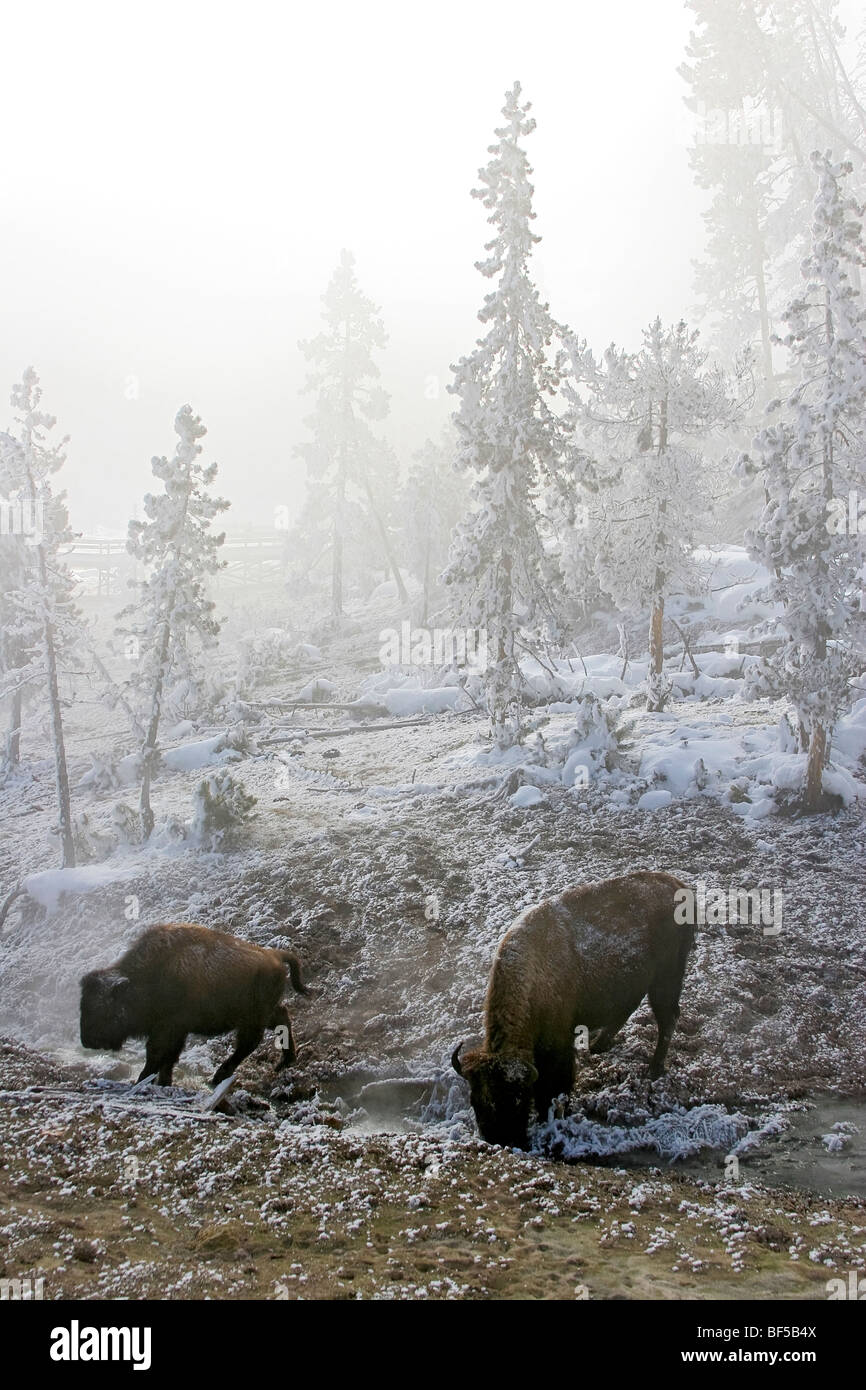 Grazing bison (Bison bison) seen from Mud Volcano boardwalk, winter ...