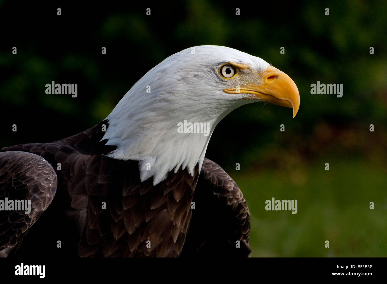 A Bald eagle spreads its wings Stock Photo - Alamy