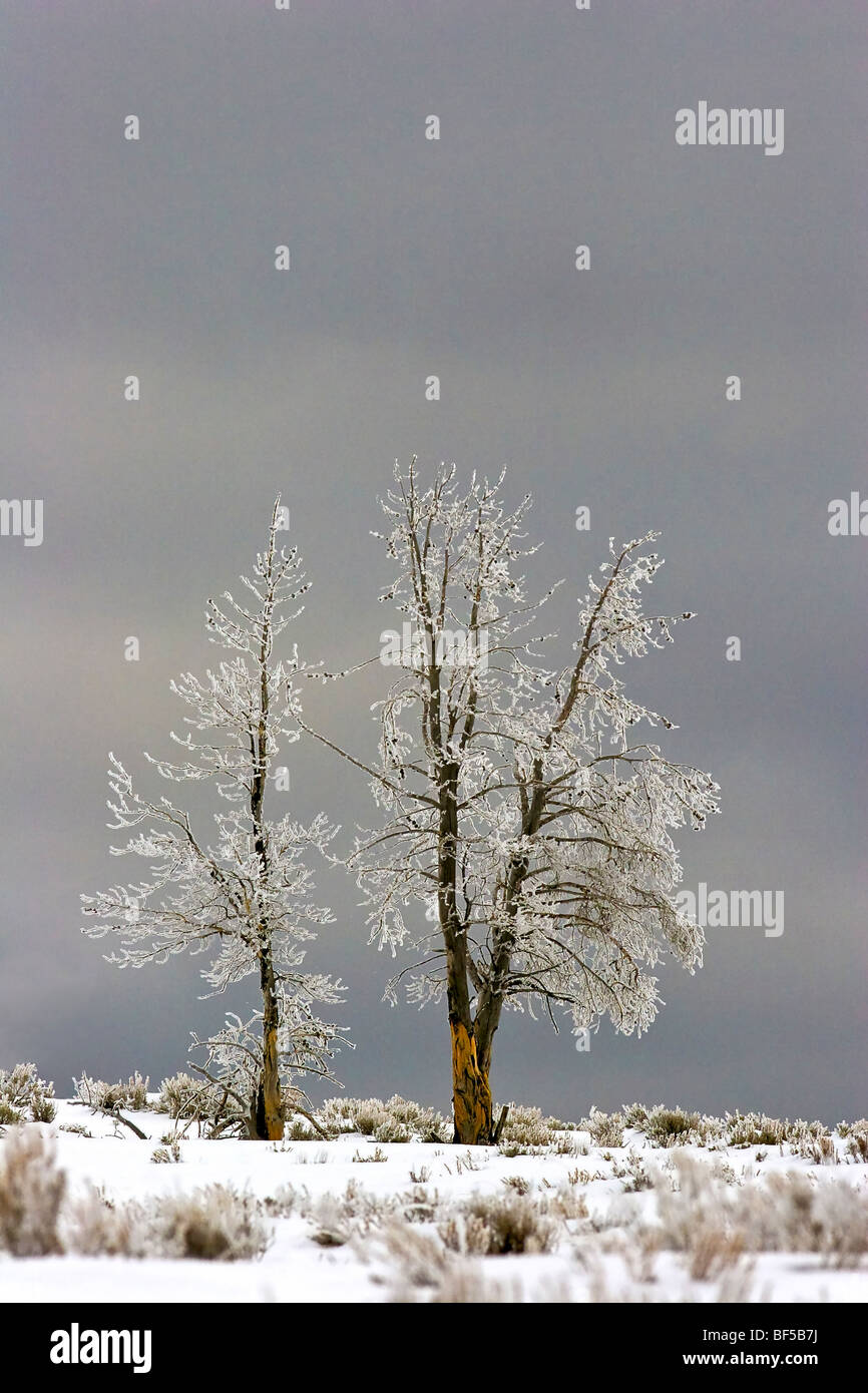 Early morning frost on trees, winter, Yellowstone NP Stock Photo - Alamy