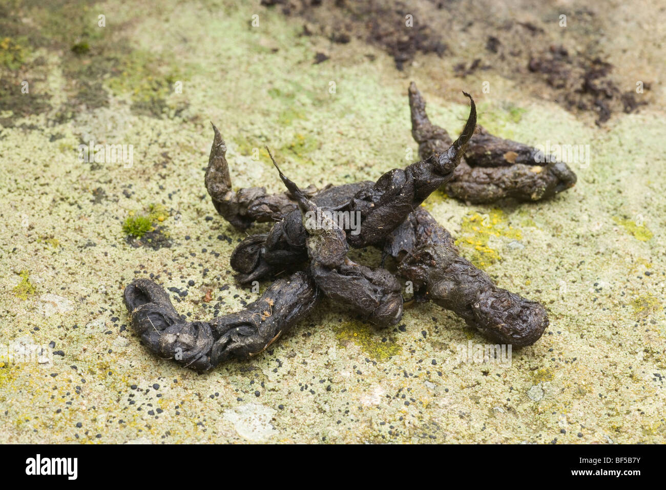 Animal Excretion High Resolution Stock Photography and Images - Alamy