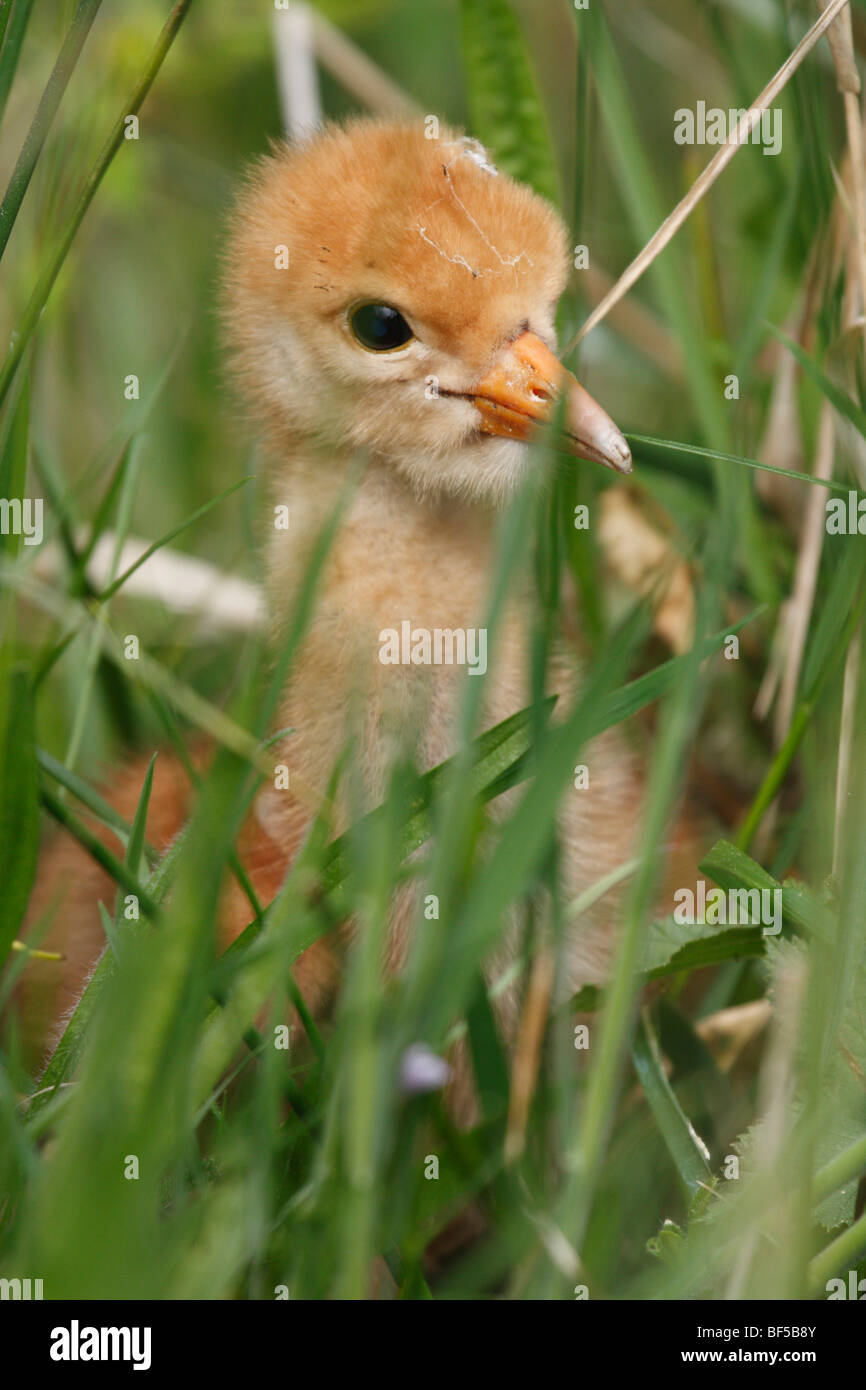 Chick, Common Crane, Eurasian Crane (Grus grus Stock Photo - Alamy