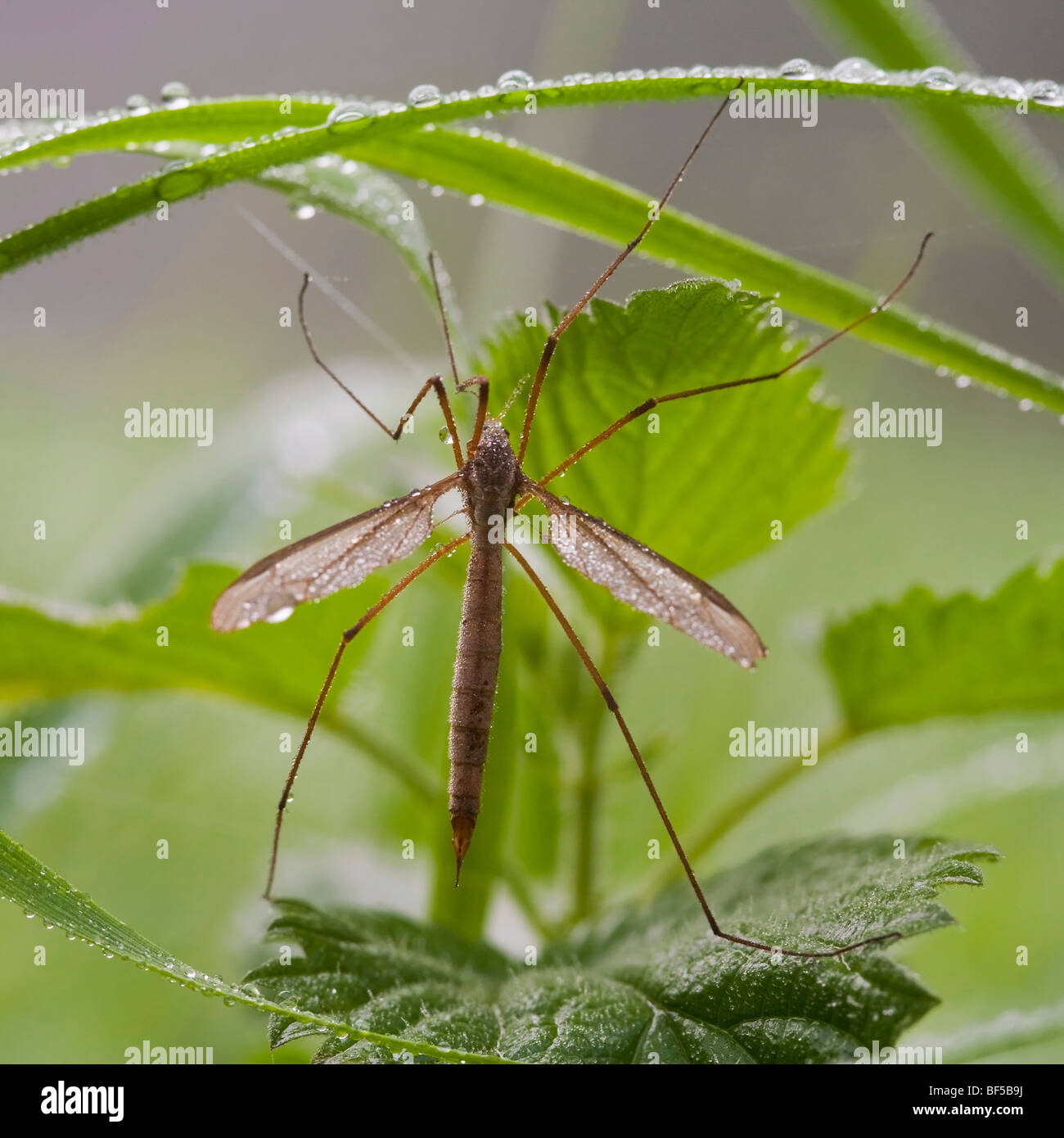 Tipula oleracea crane fly (Tipula oleracea Stock Photo - Alamy