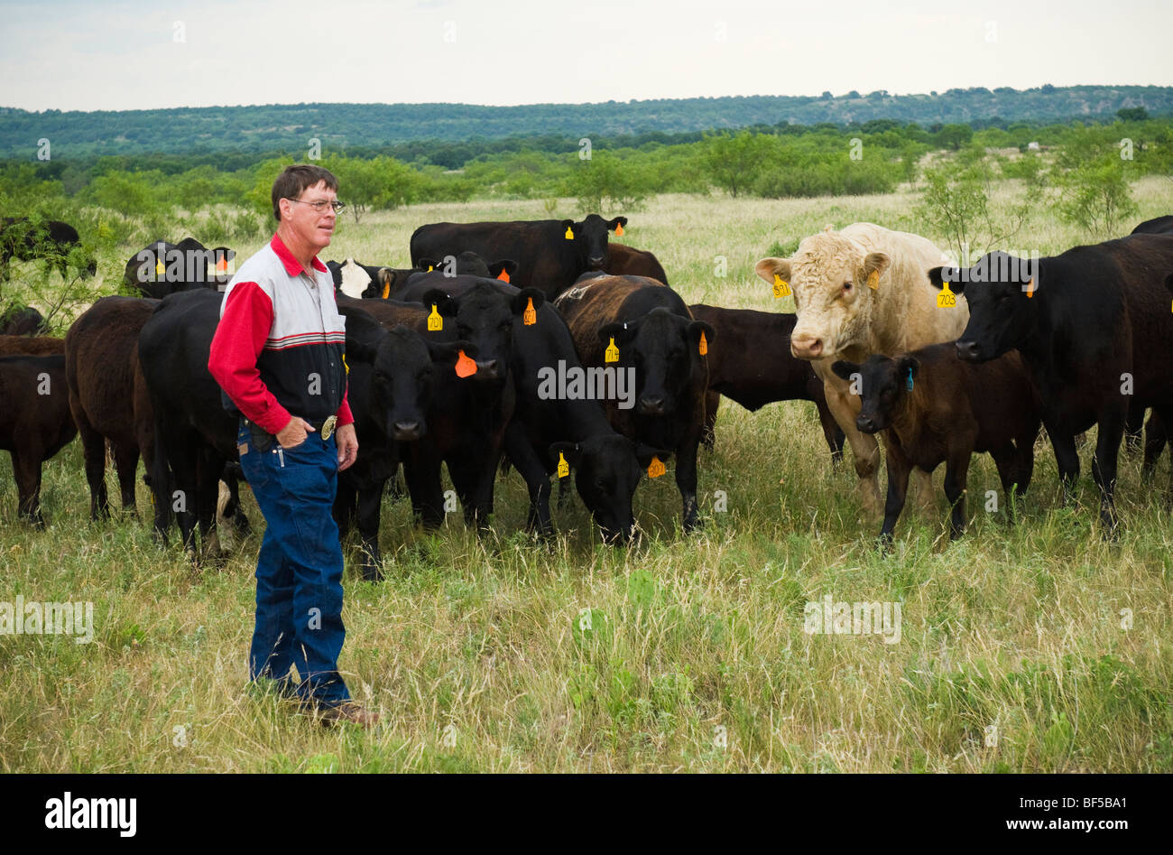 Texas beef cattle hi-res stock photography and images - Alamy