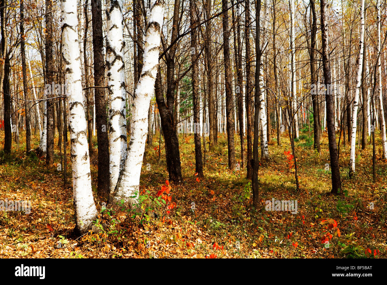 Birch forest at autumn, Changbai Mountain, Jilin Province, China Stock ...