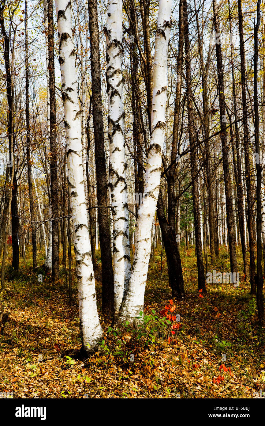 Birch forest at autumn, Changbai Mountain, Jilin Province, China Stock ...