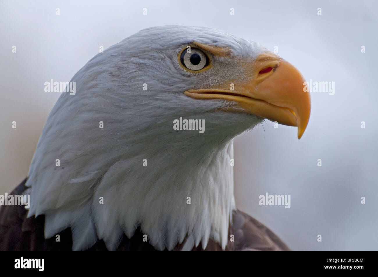 Close-up of a Bald Eagle Stock Photo - Alamy