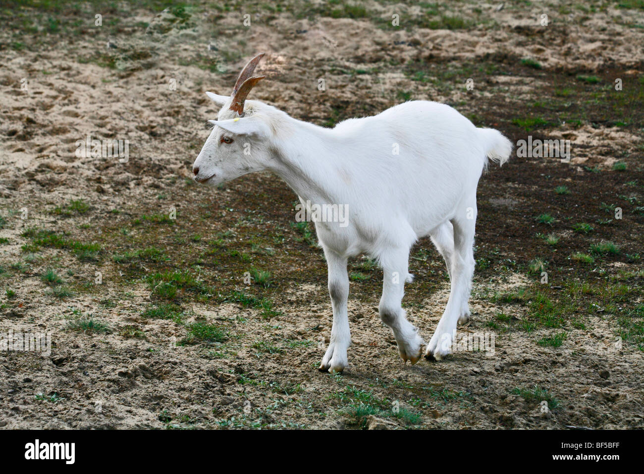 White goat hi-res stock photography and images - Alamy