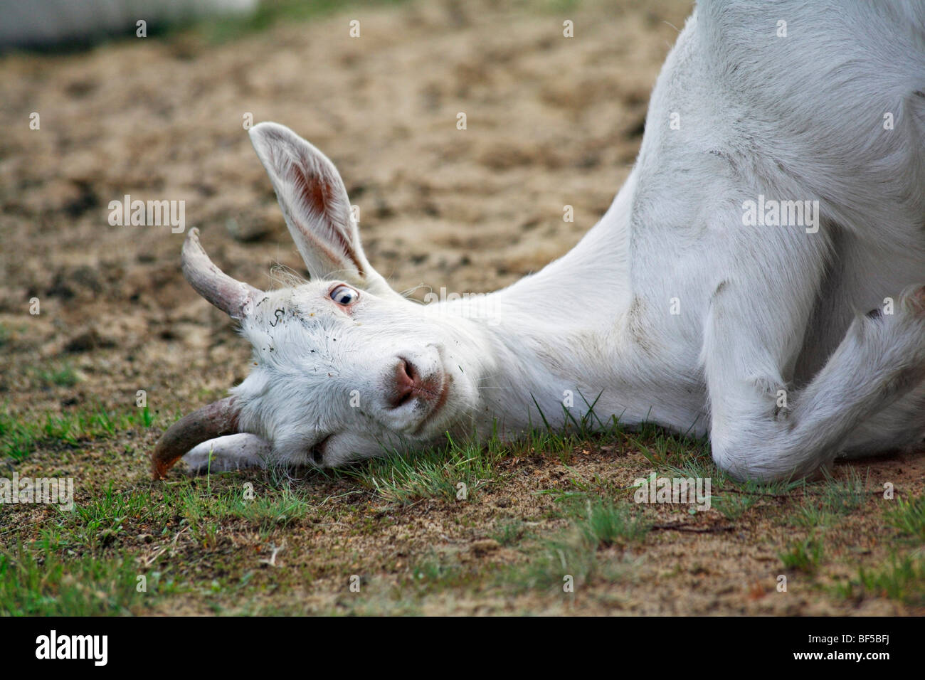 Domestic Goat (Capra hircus aegagrus), white German premium goat ...